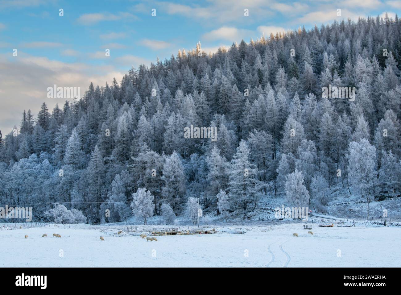 Snow winter pine forest scotland highlands hi-res stock photography and ...