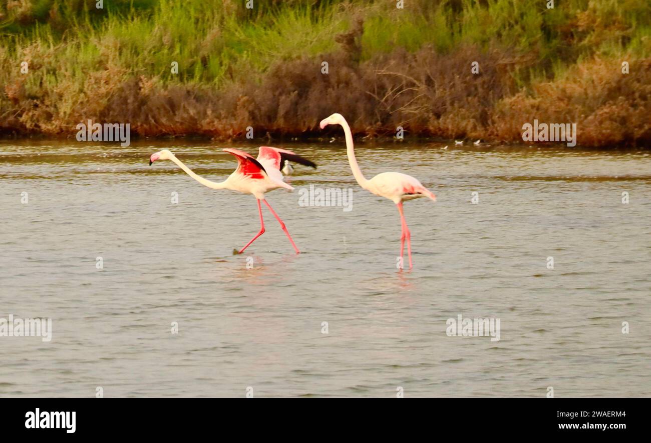 A scenic scenery depicting two flamingos running through the water. The ...