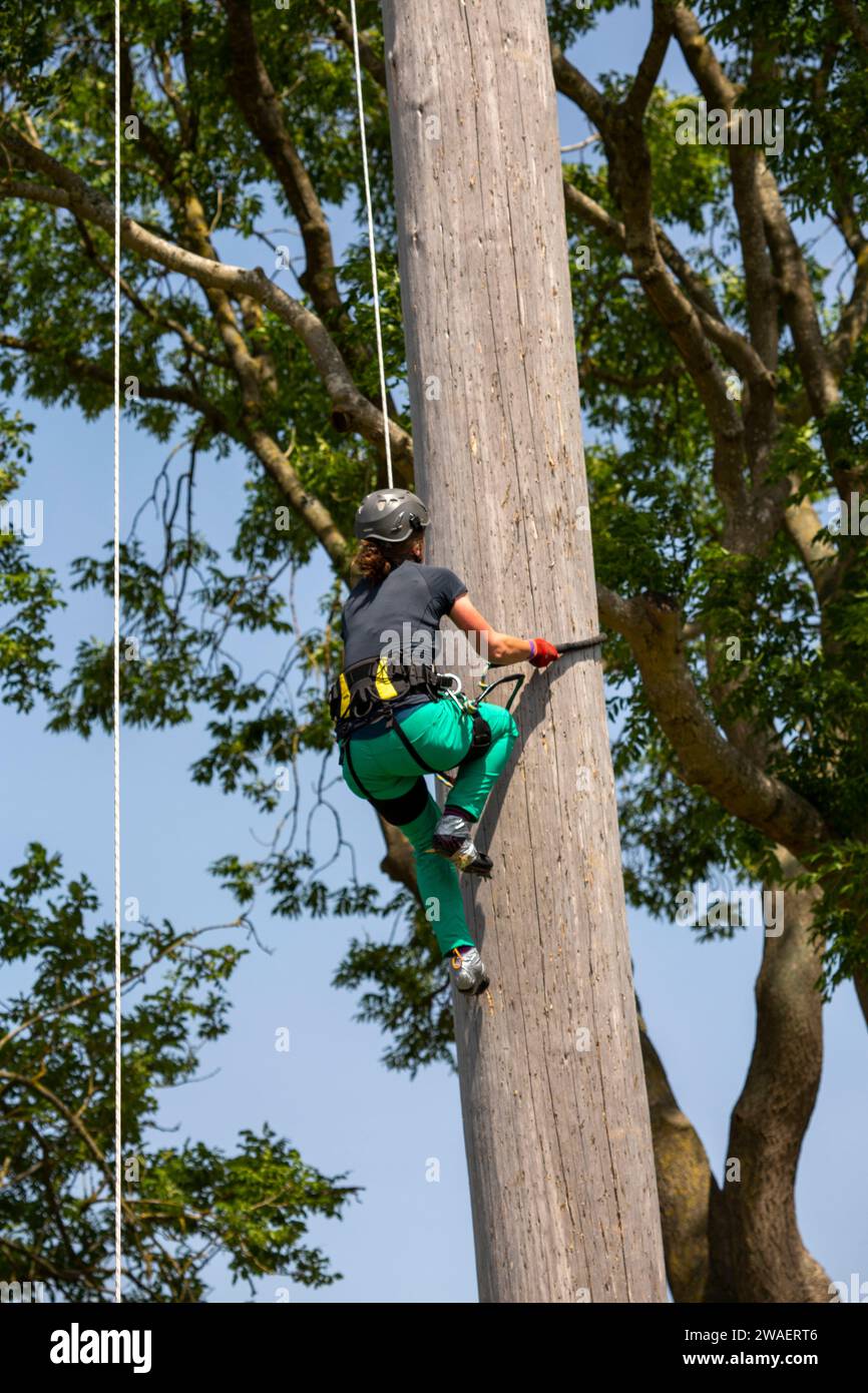 UK, England, Worcestershire, Malvern Wells, Royal 3 Counties Show, tree ...