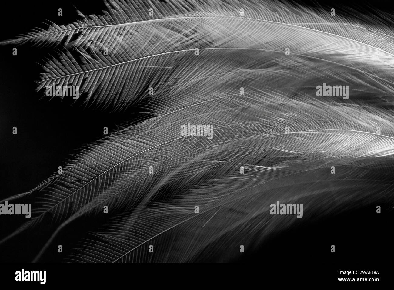 Elegant black and white close-up of delicate bird of paradise feathers ...