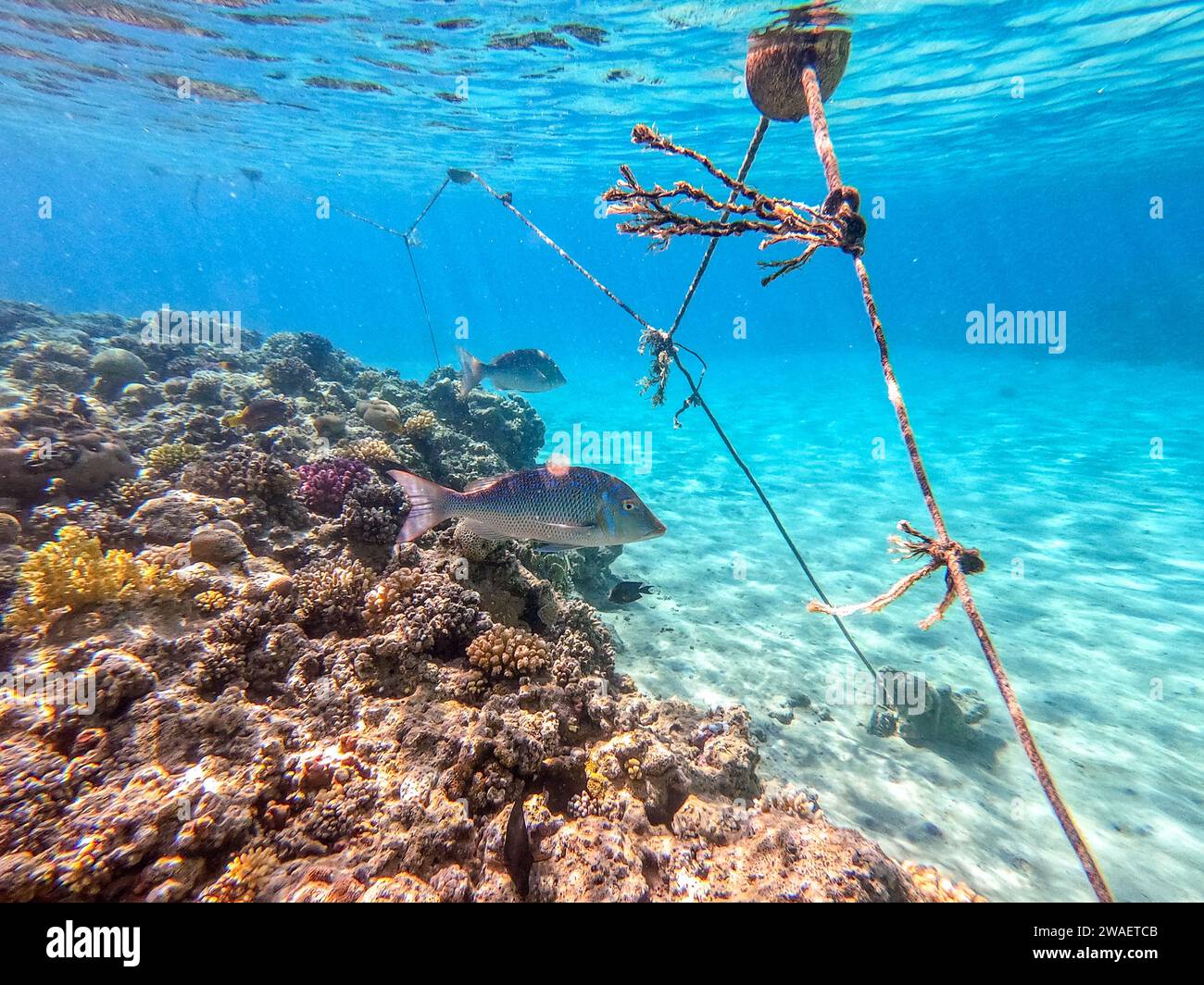 Tropical Spangled Emperor fish known as Lethrinus Nebulosus underwater ...