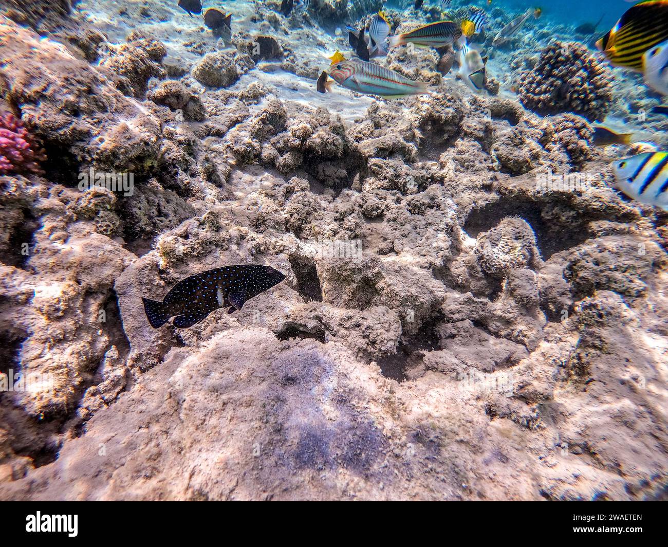 Tropical Peacock Grouper known as Cephalopholis argus underwater at the ...