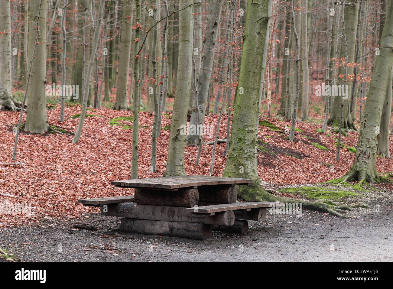 An outdoor wooden picnic table in a forest in autumn Stock Photo - Alamy