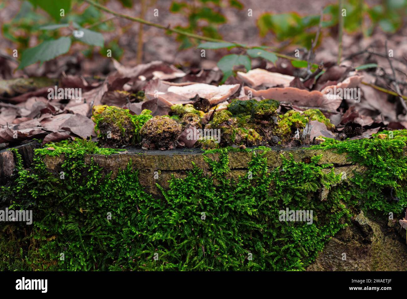 Lush green ground hi-res stock photography and images - Alamy