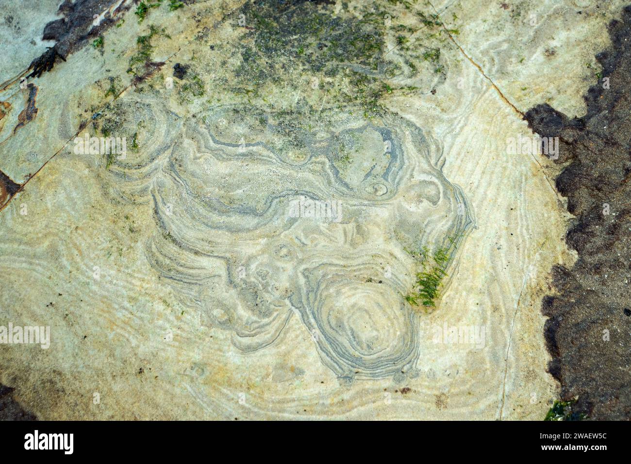 sedimentary layers of rock on the wave-cut platform erode at a slightly ...