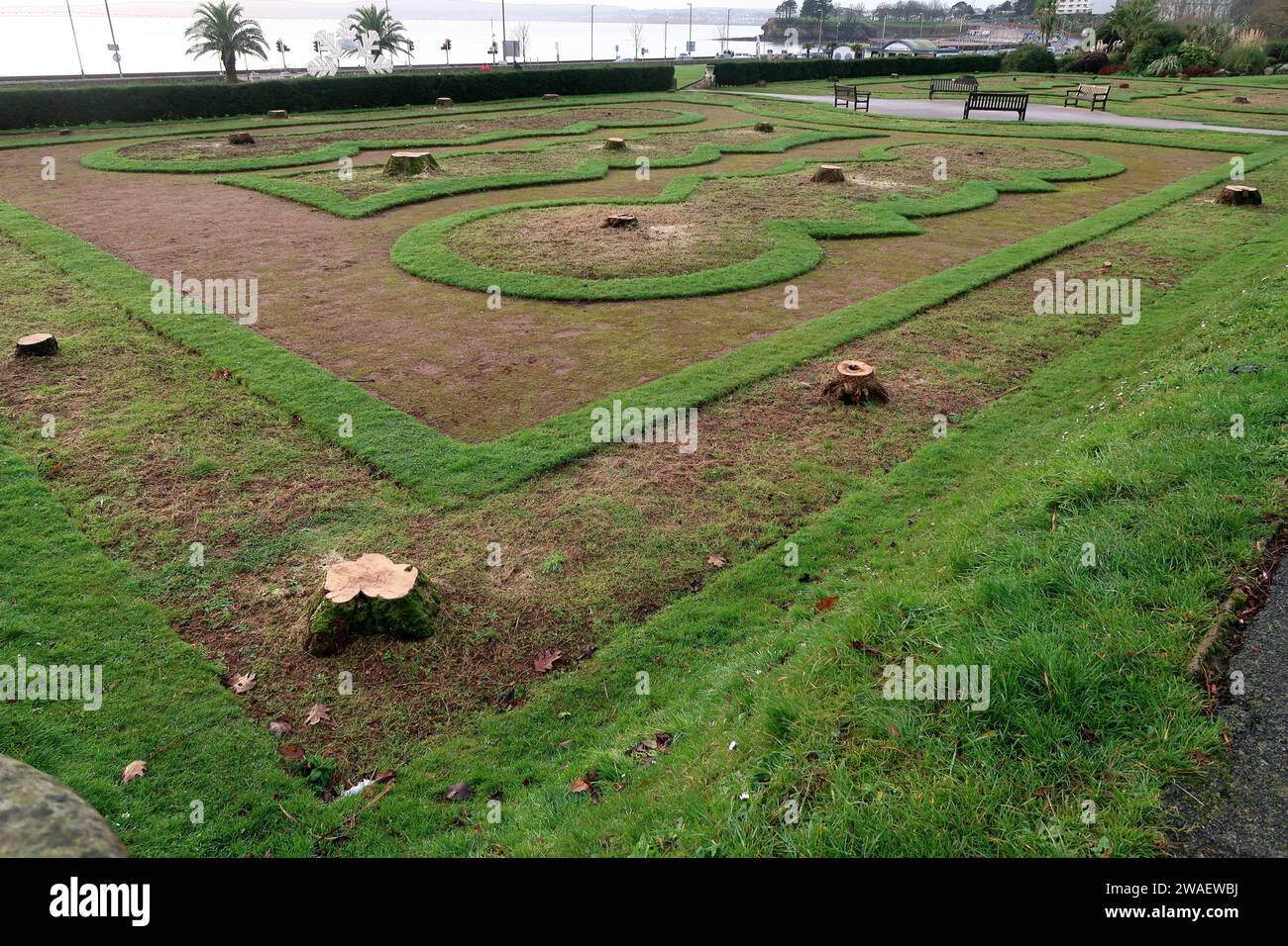 The stumps of the iconic palm trees in Abbey Park Gardens (Italian ...