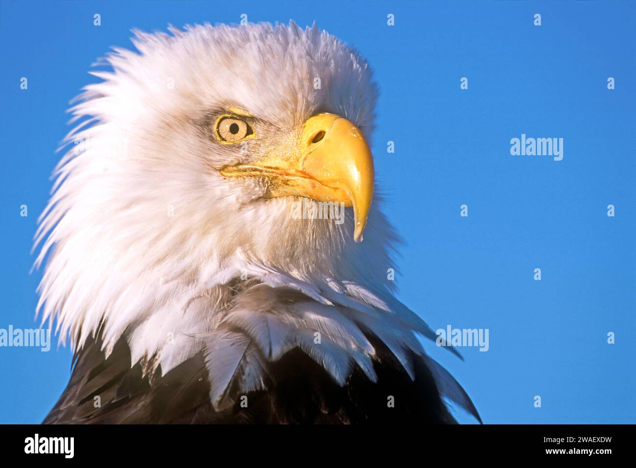 Bald Eagle, portrait against blue sky, Head close up Stock Photo - Alamy