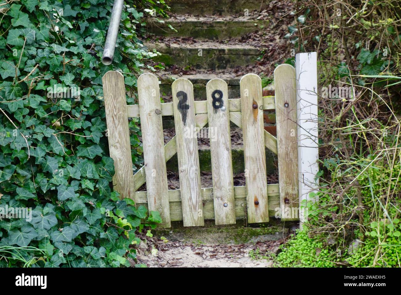Tangle of trees and bushes hi-res stock photography and images - Alamy
