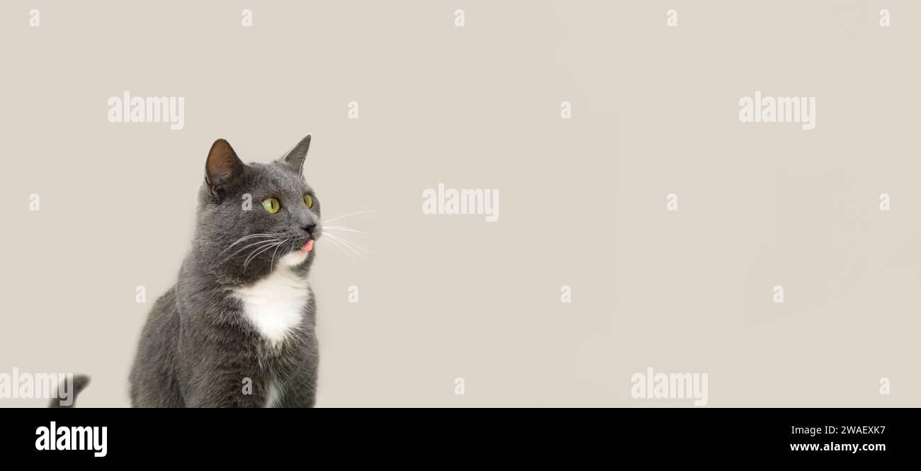 Cat Banner. Happy Feline Looking Right. Surprised Adorable Gray Cat ...