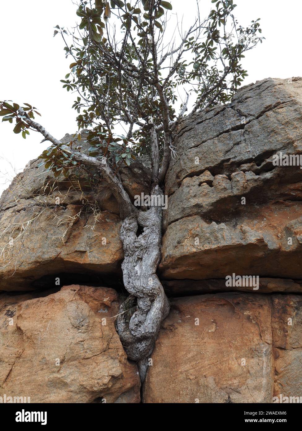 Tree growing between rocks at Bourke's Luck Potholes, panorama route ...