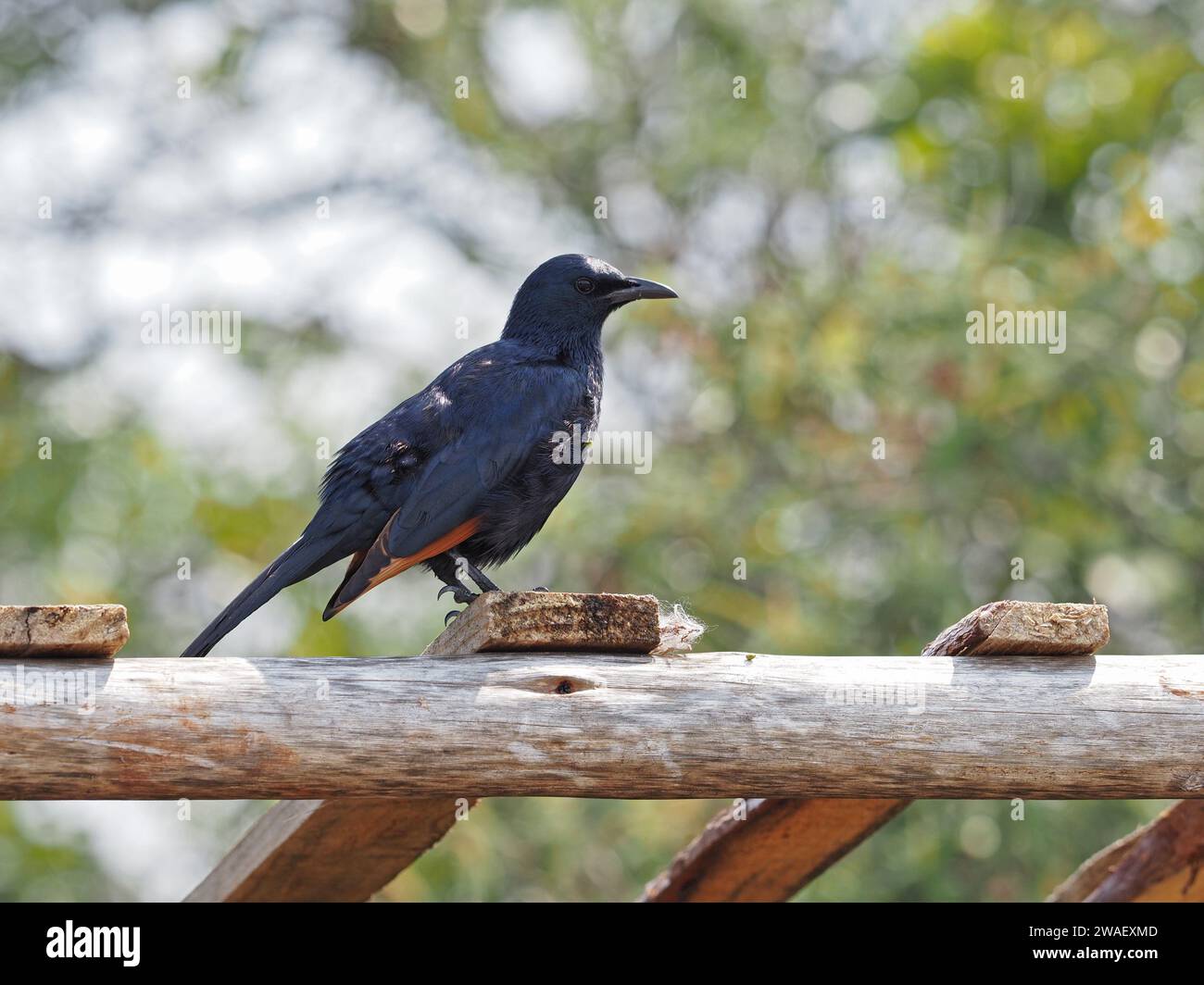 The red-winged starling (onychognathus morio) is common in a large part ...