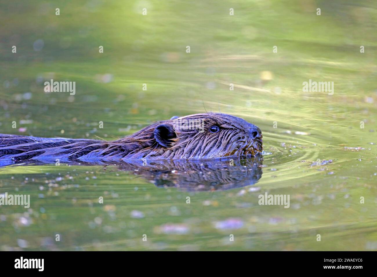 Wild Beaver swimming in a pond, portrait, looking alert Stock Photo - Alamy