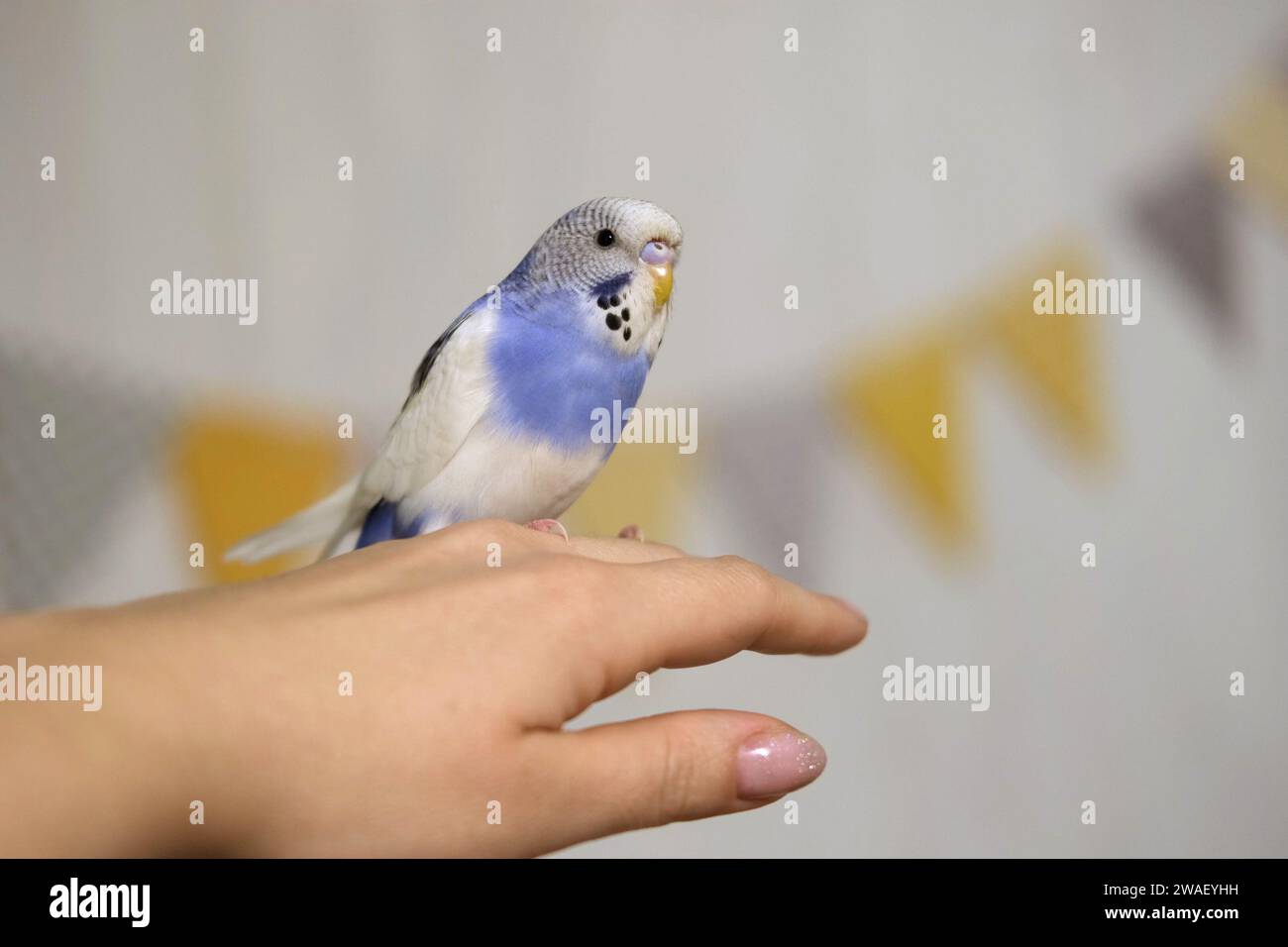 Budgie. Budgerigar. Funny blue purple parakeet sitting on an owner hand ...