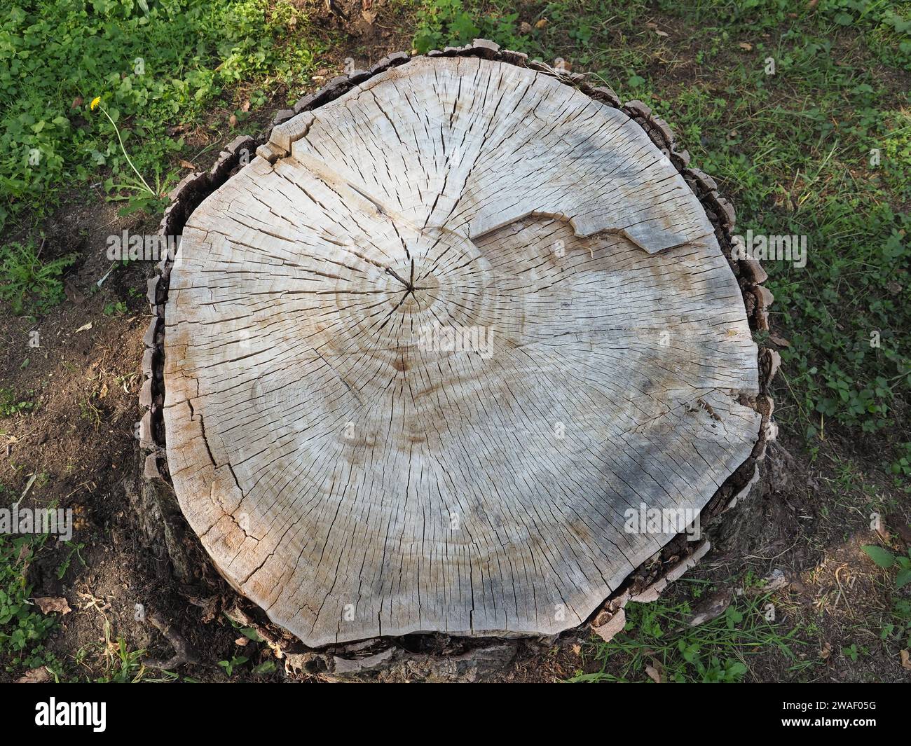 Cross section of a tree trunk and stump hi-res stock photography and ...