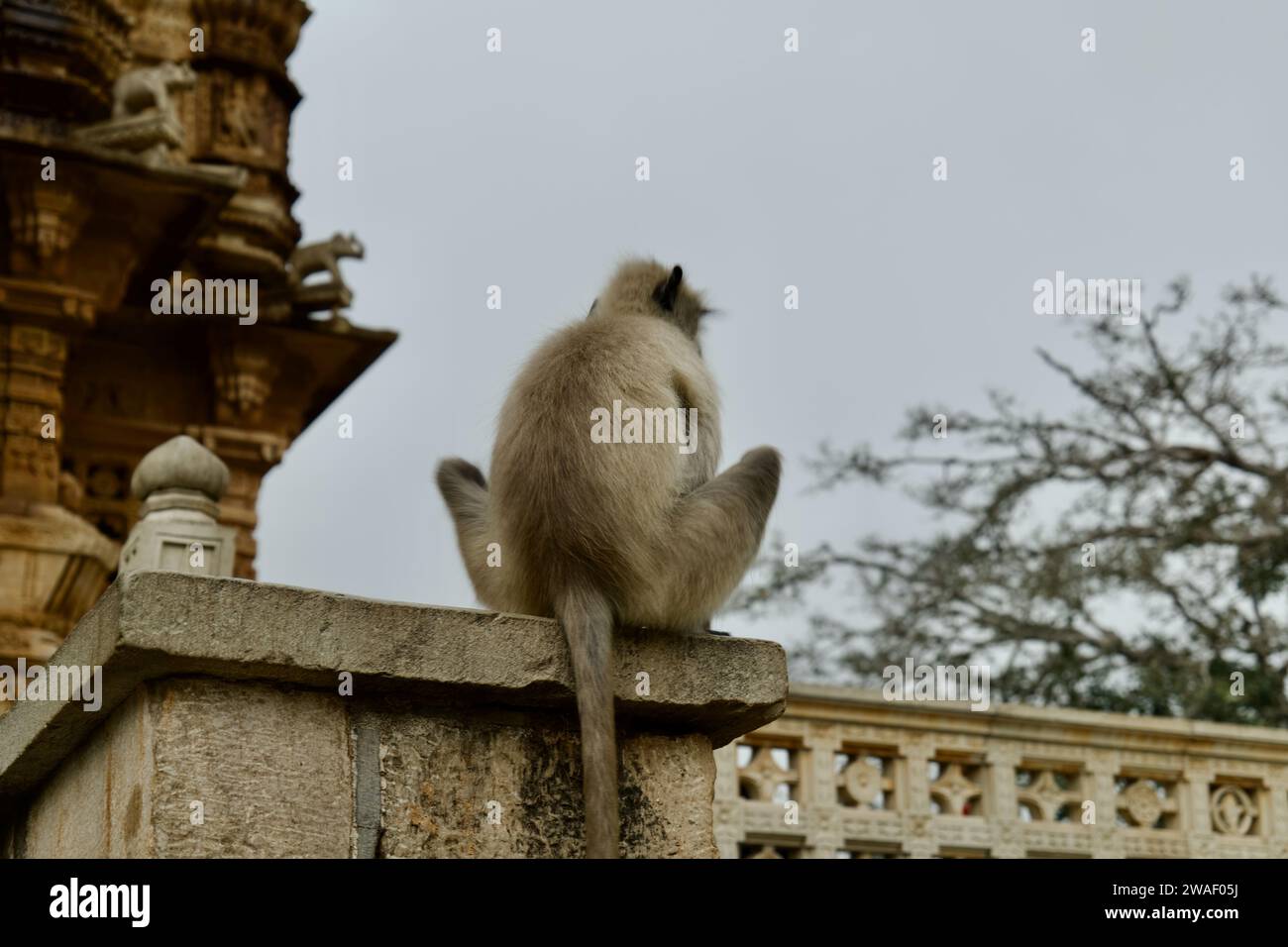 A Langoor sitting on the edge of a tall building, gazing off into the ...