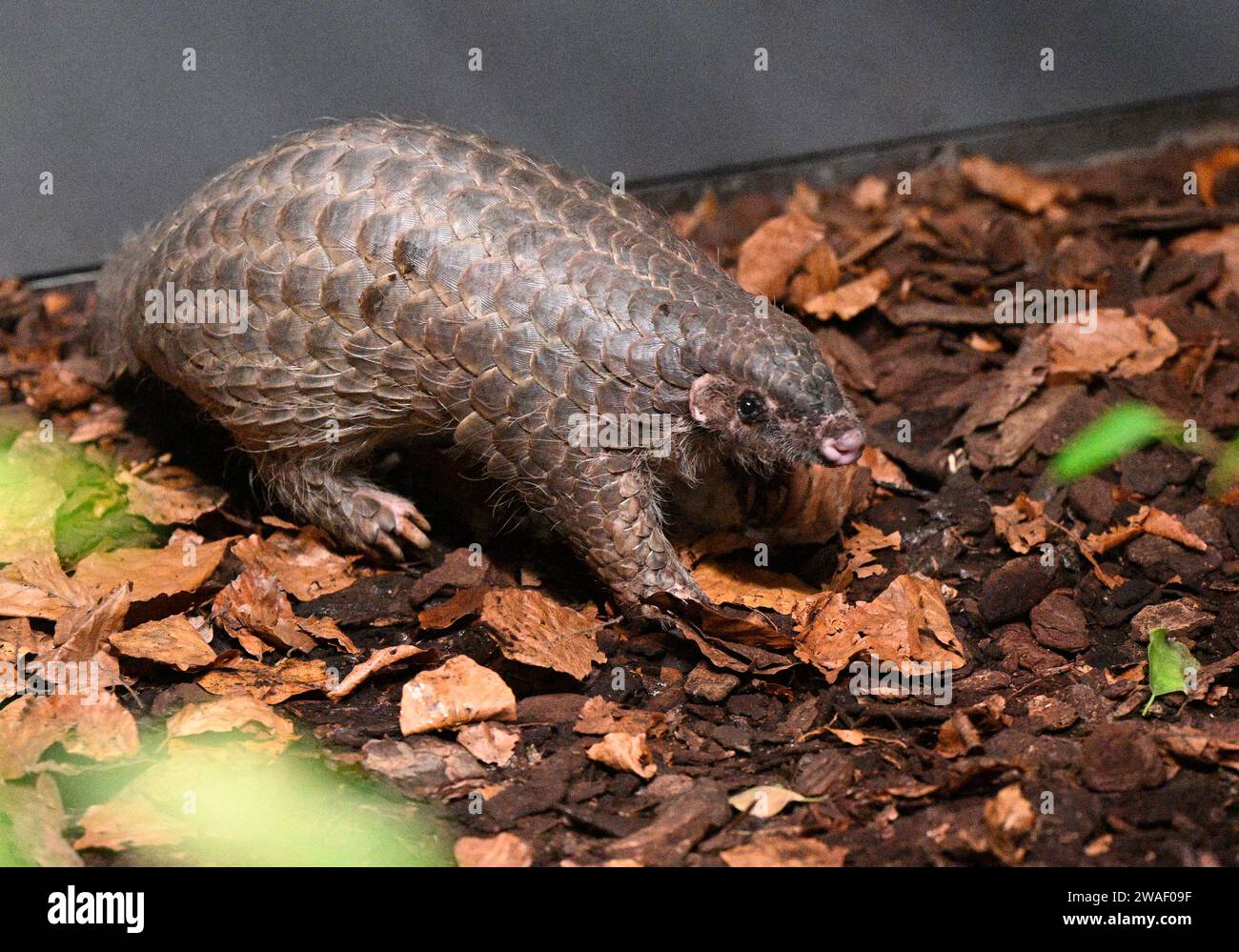 Prague, Czech Republic. 04th Jan, 2024. Prague Zoo presented the cubs ...