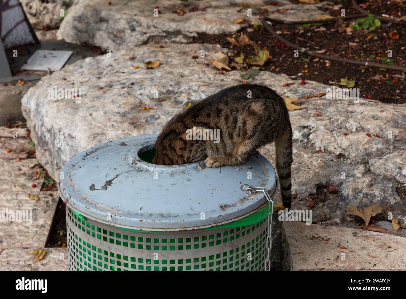 Grey and black tiger stripe cat thrusts its head into a metal garbage ...