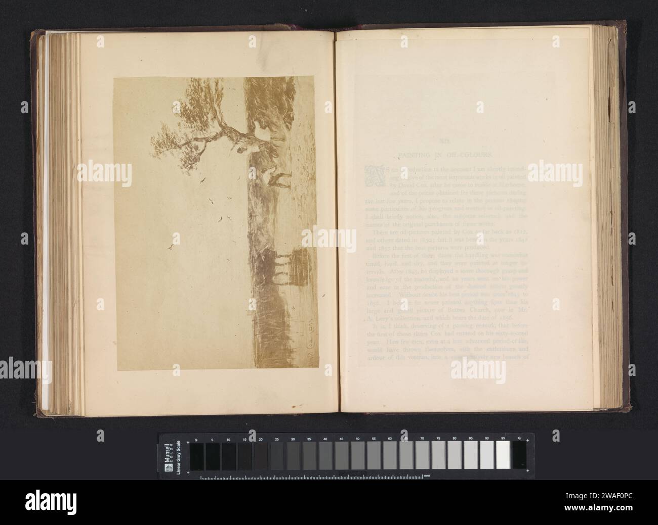 Drawing of bull hi-res stock photography and images - Alamy