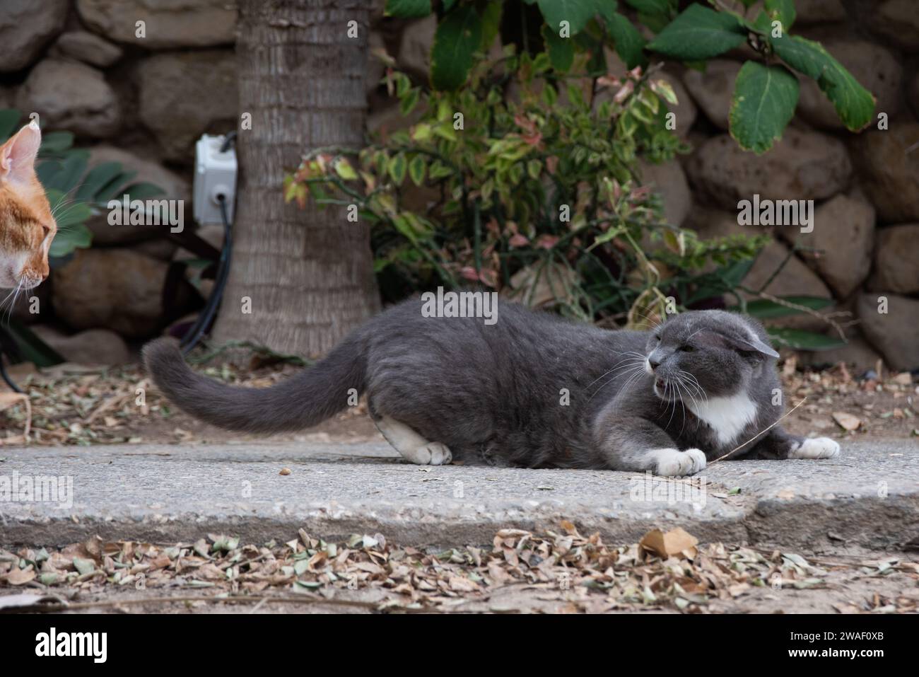 A ginger and white street cat stalks a grey and white feral cat leading ...