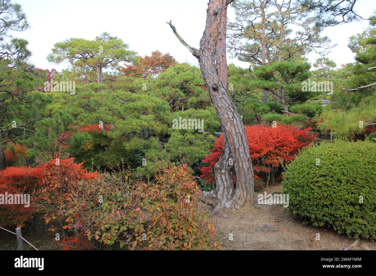 Autumn leaves in the Garden of Pine Trees in Koko-en Garden, Himeji ...