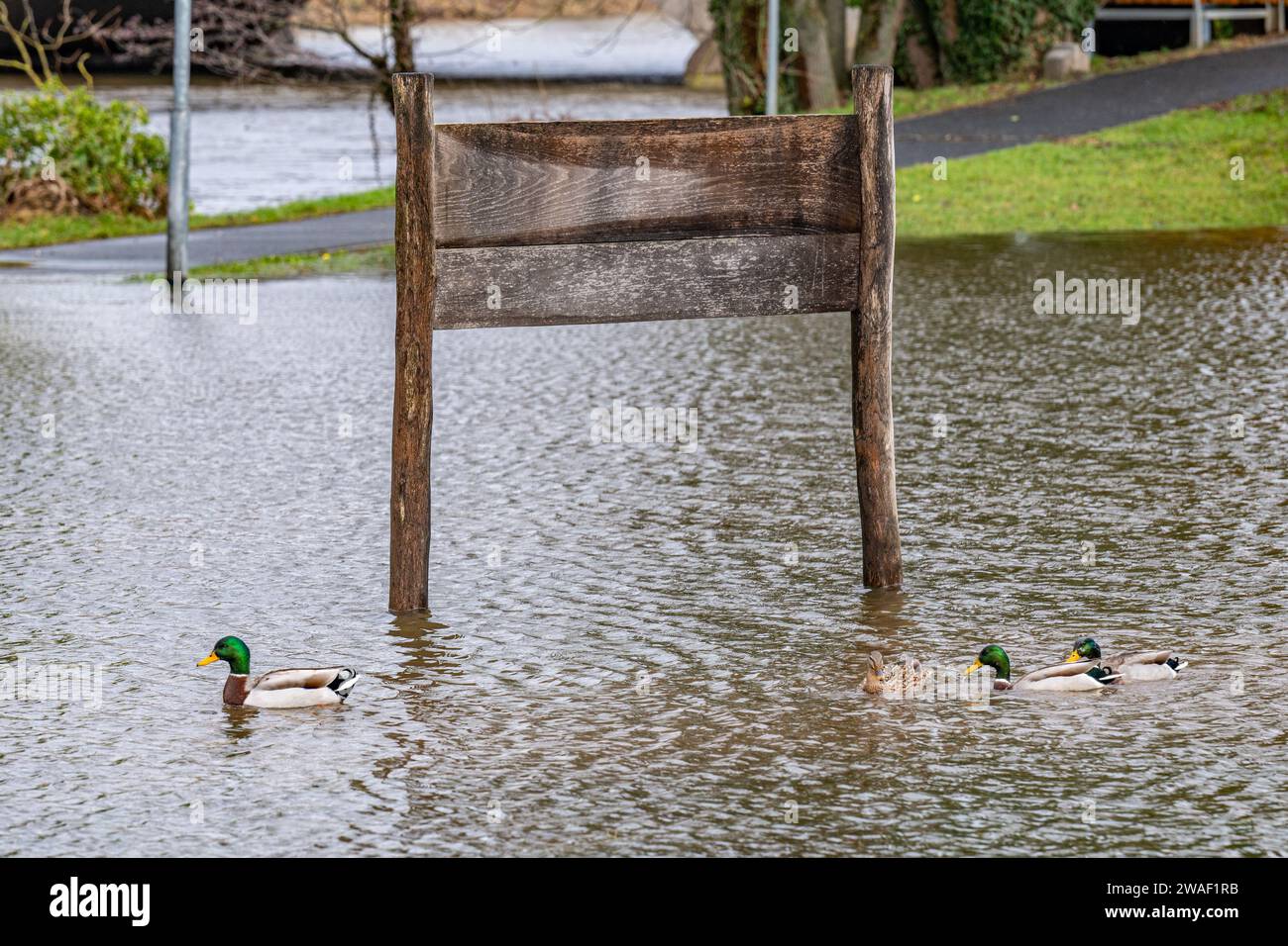 Cham, Germany. 04th Jan, 2024. Ducks swim past a sign in the flood ...