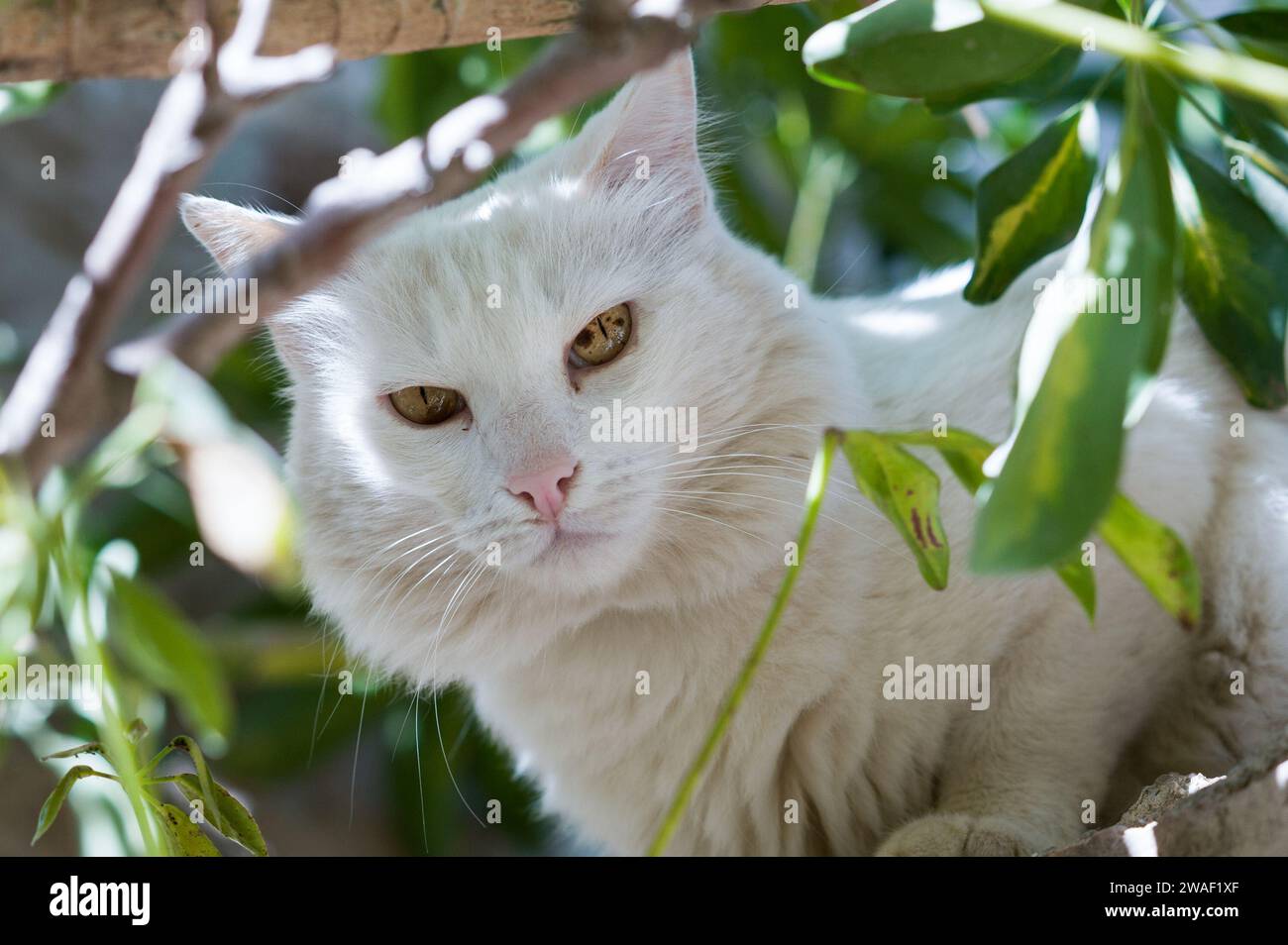 Feral cat tree hi-res stock photography and images - Alamy