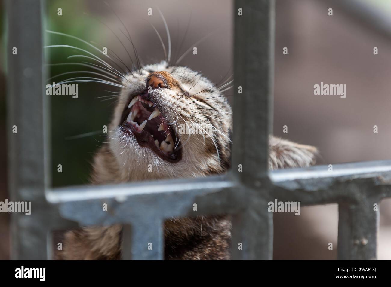 A brown and black tiger stripe street cat scratches its head on a steel ...
