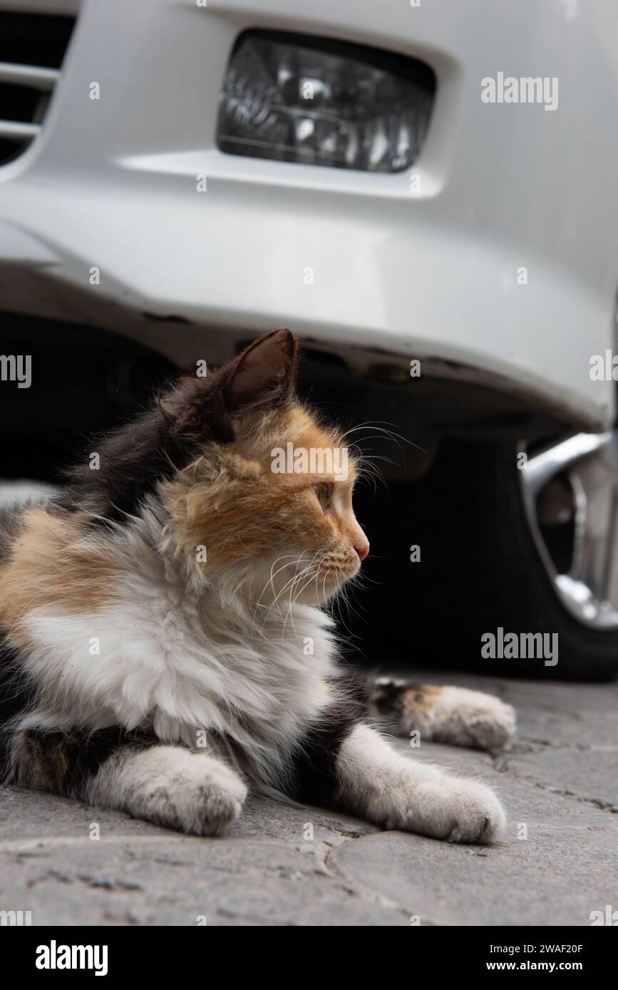 Low angle view of a feral, dirty, calico kitten sitting in the street ...