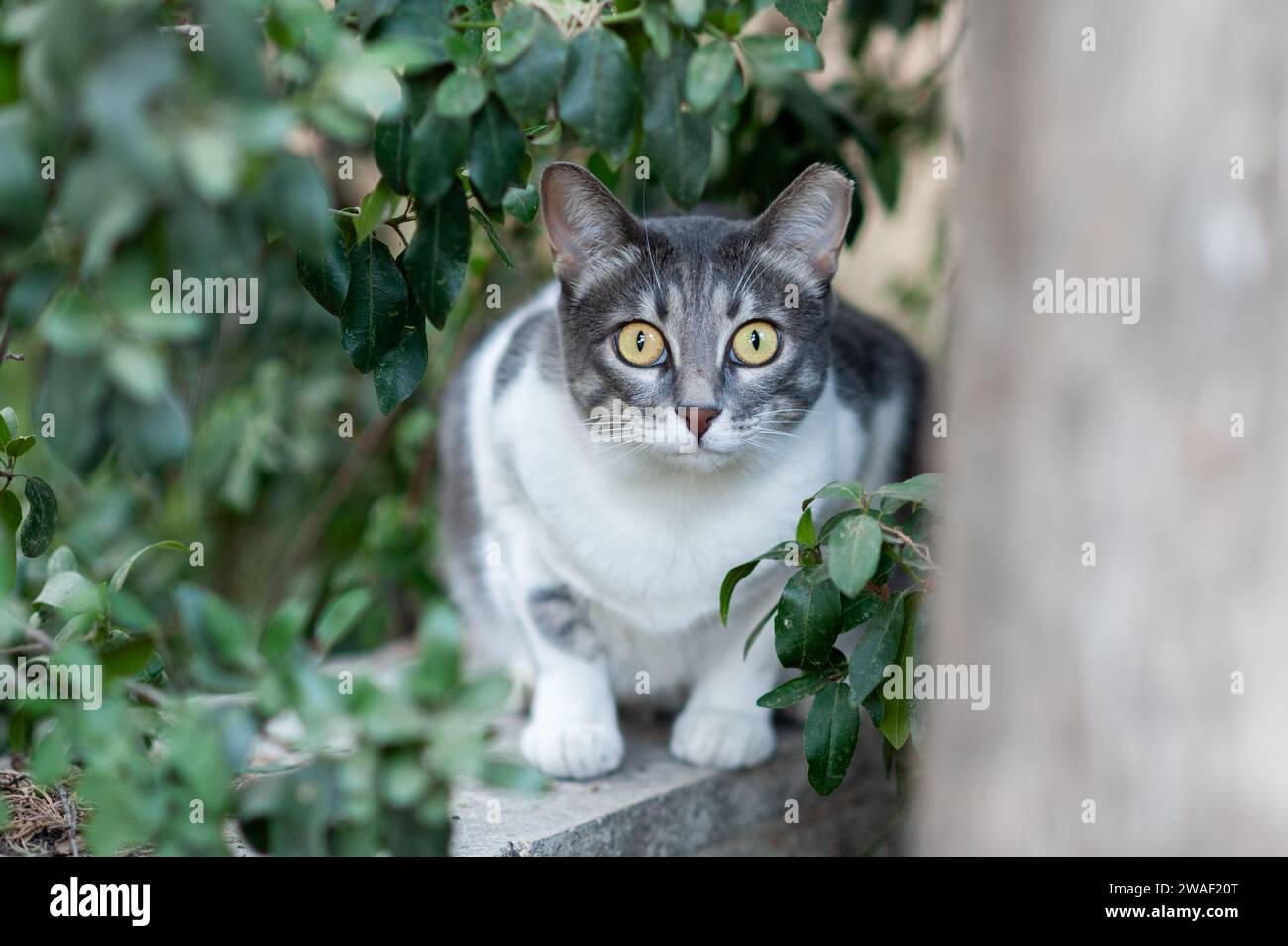 Ear marking hi-res stock photography and images - Alamy