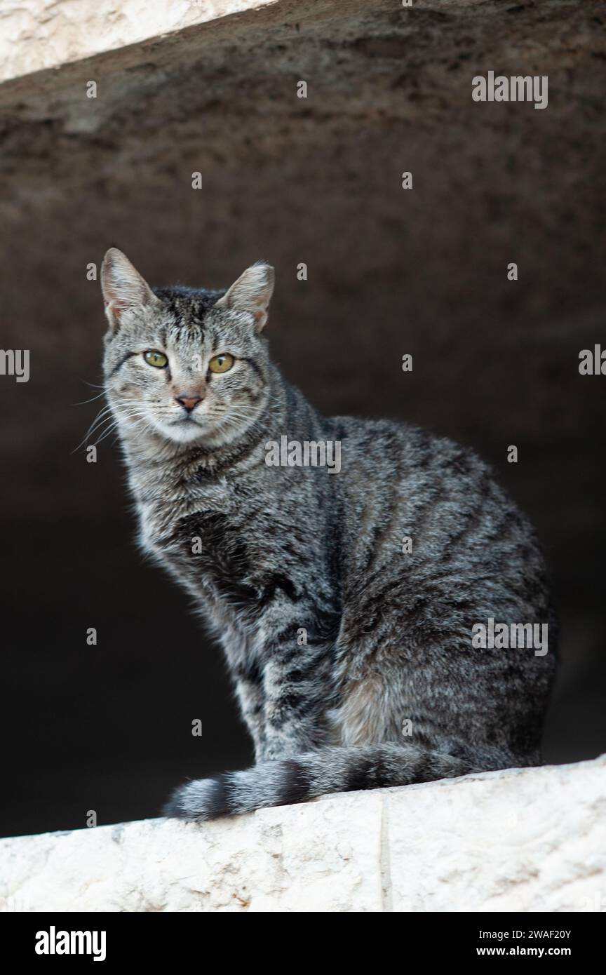 Isolated, grey and black, tiger stripe feral cat sitting upright in an ...