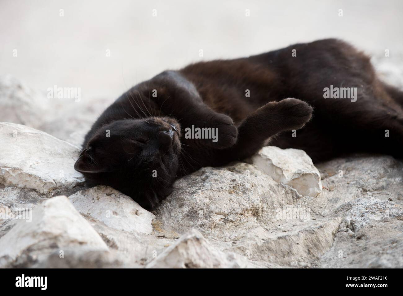 Isolated, feral, black street cat rolling over and scratching its head ...