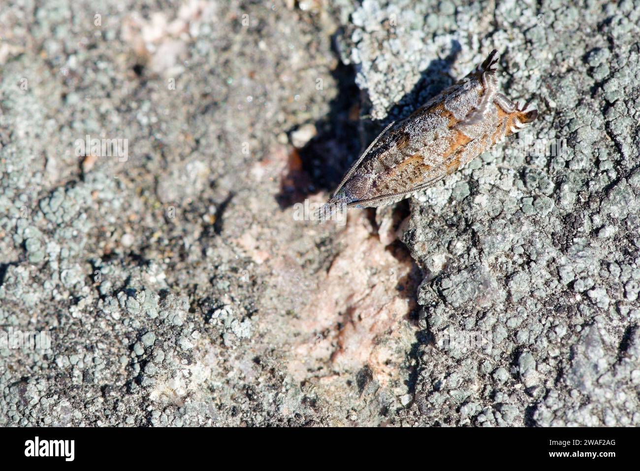 Leafroller moth (Ancylis unguicella Stock Photo - Alamy