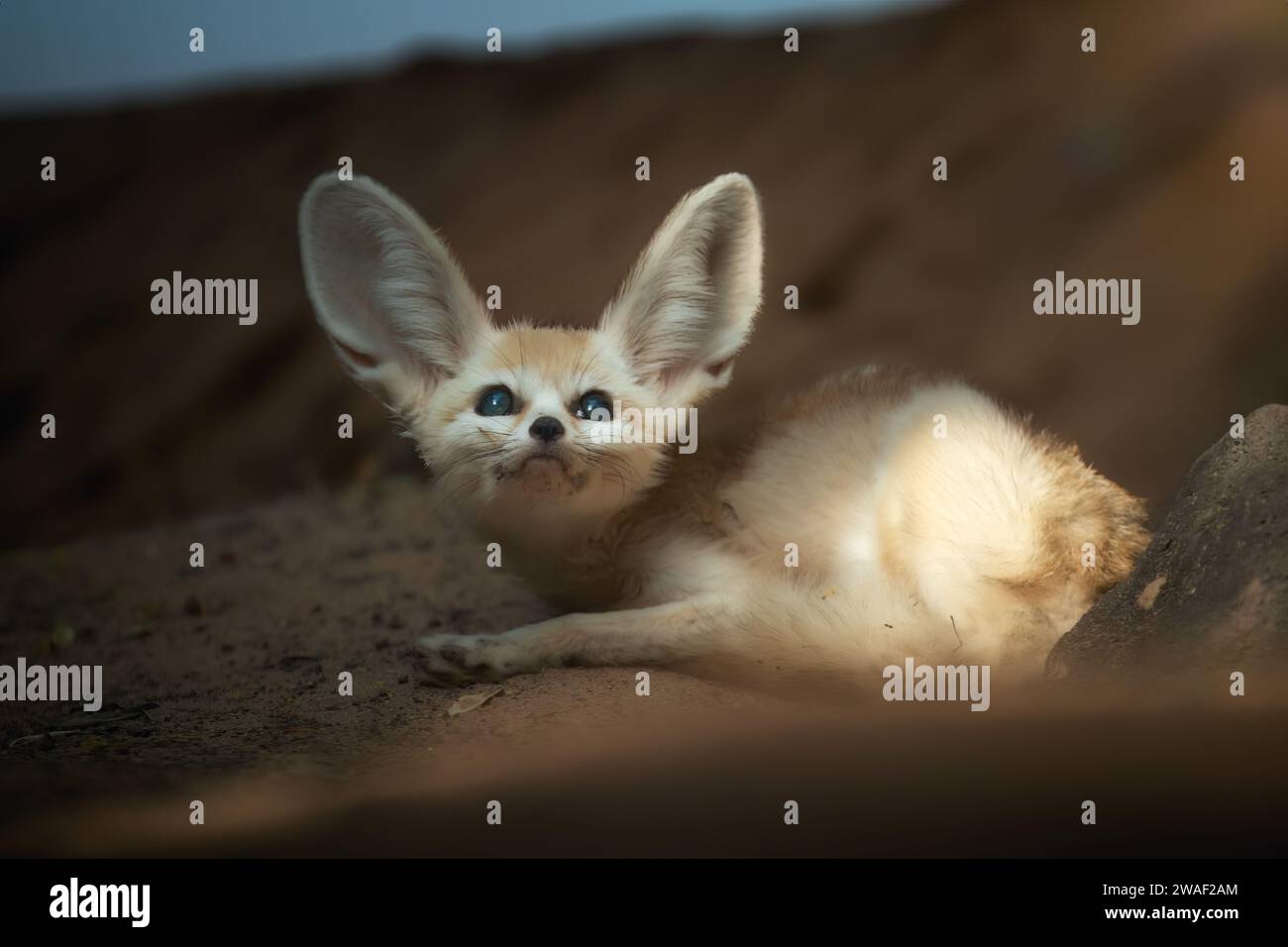 North African wildlife theme: Fennec fox, Vulpes zerda, the smallest ...
