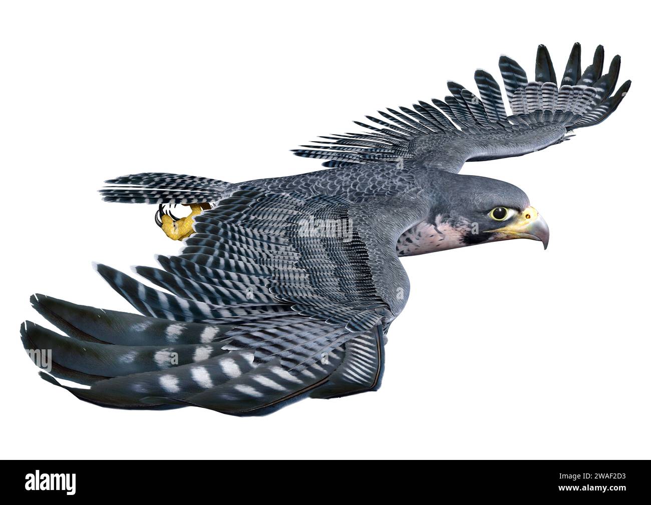 3D rendering of a falcon or bird of prey isolated on white background ...