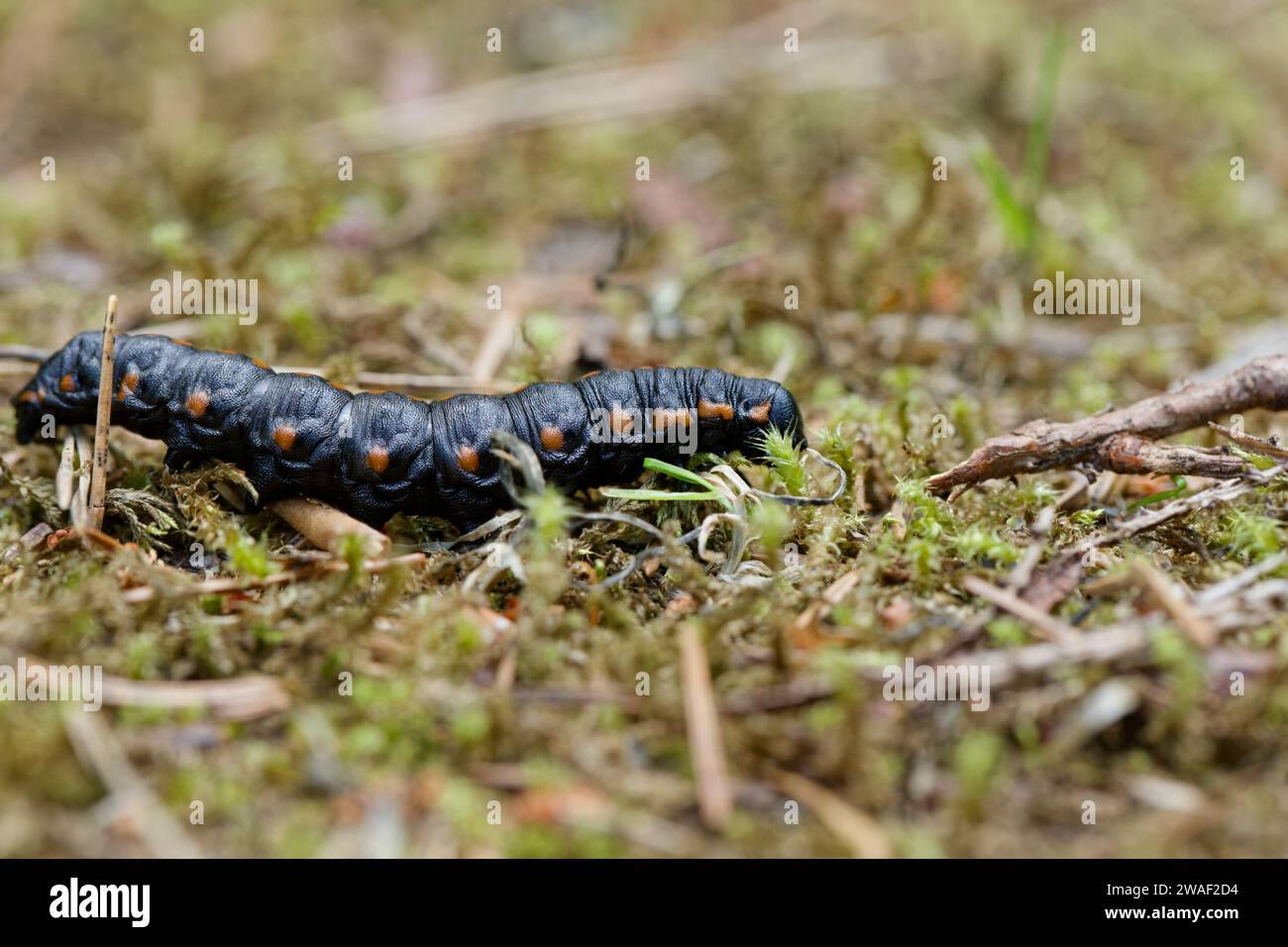 Shark moth caterpillar (Cucullia lucifuga Stock Photo - Alamy