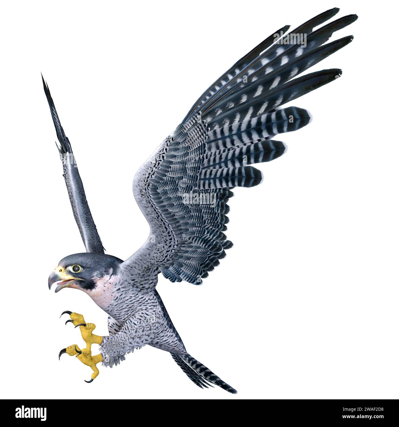 3D rendering of a falcon or bird of prey isolated on white background ...