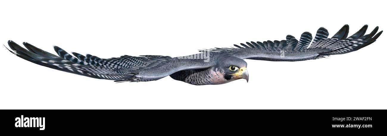 3D rendering of a falcon or bird of prey isolated on white background ...
