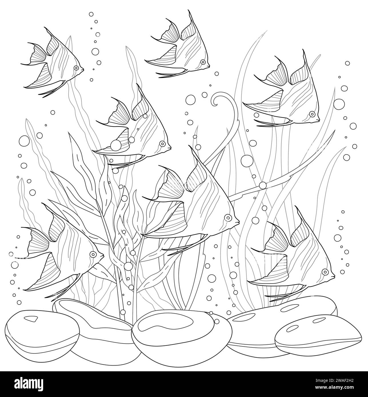 Angelfish Tropical triangle fish side view colorless black and white ...