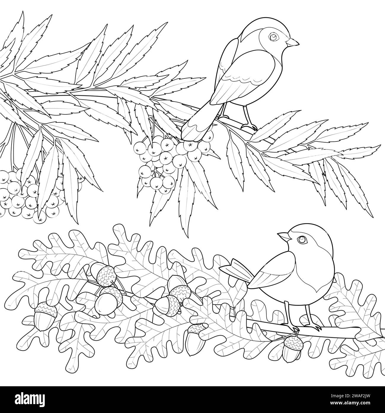 Birds on branch, vector. Two birds on two branches looking each other ...