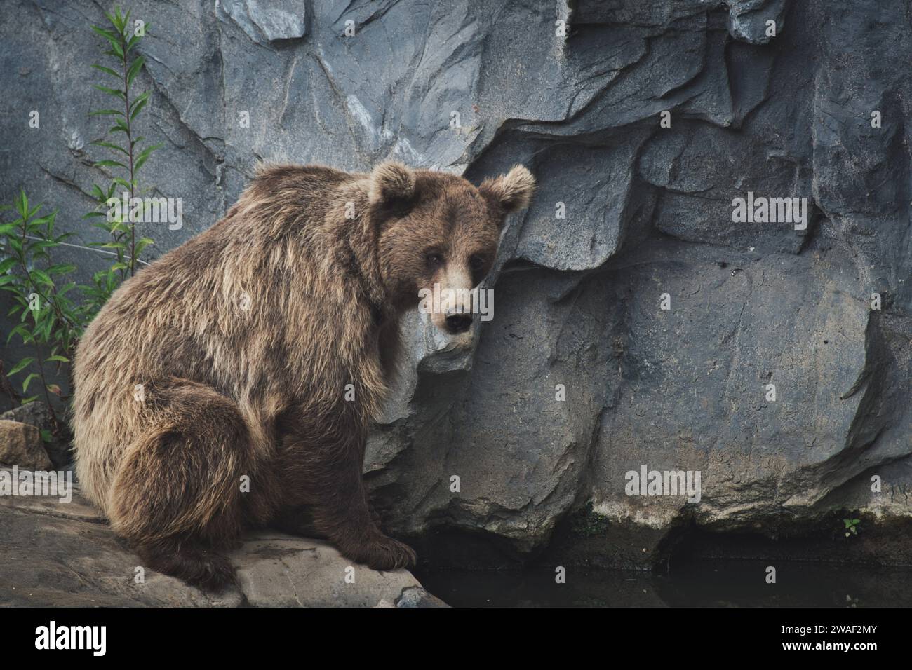 Sad bear in zoo hi-res stock photography and images - Alamy