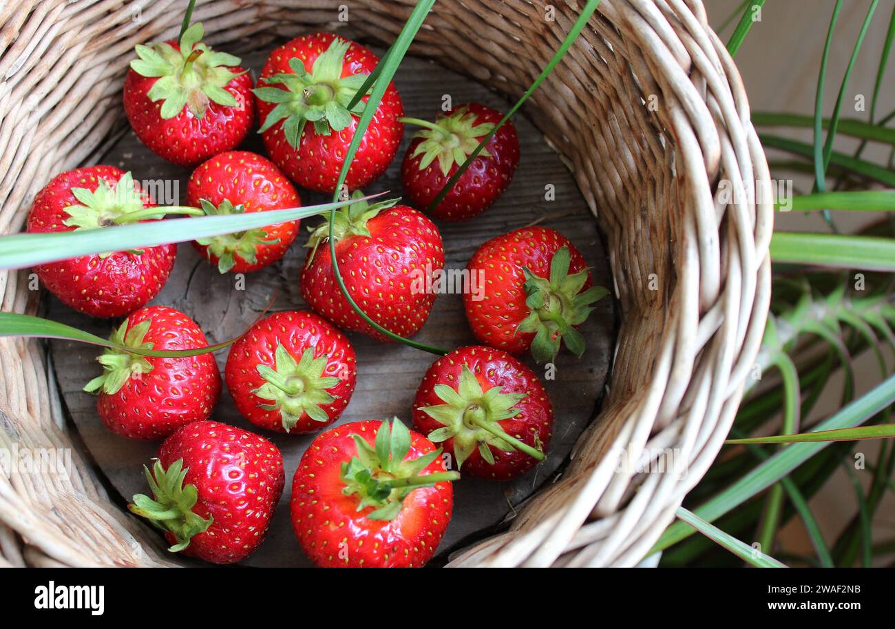 Freshly Picked Strawberries Inside A Wicker Basket With Decoration ...