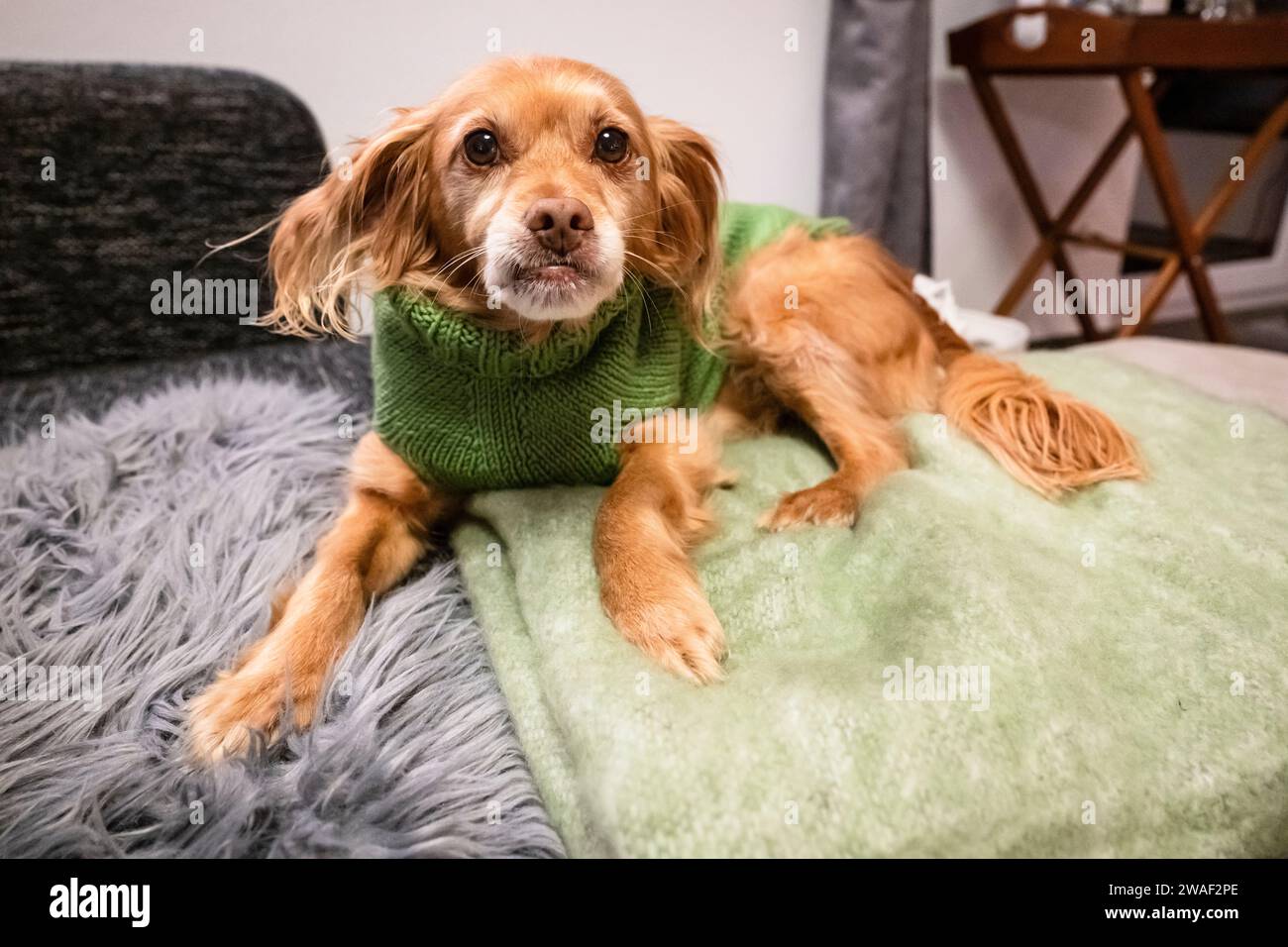 Mottled teeth hi-res stock photography and images - Alamy