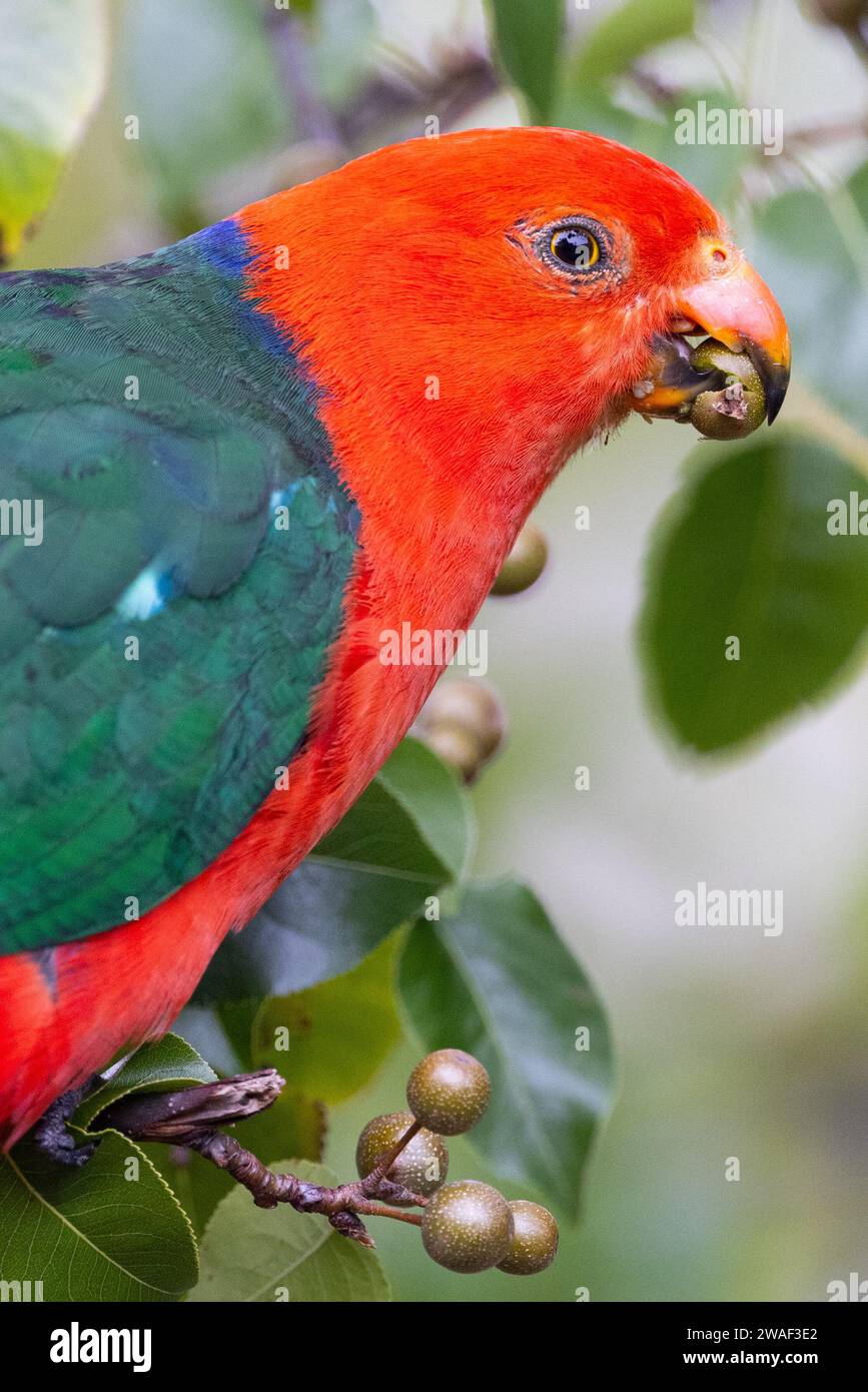 Australian King Parrot in Victoria Australia Stock Photo - Alamy