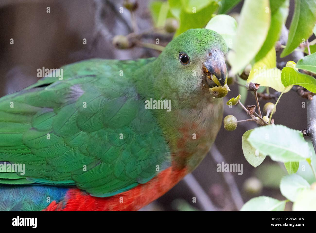 Australian king parrot fruit hi-res stock photography and images - Alamy