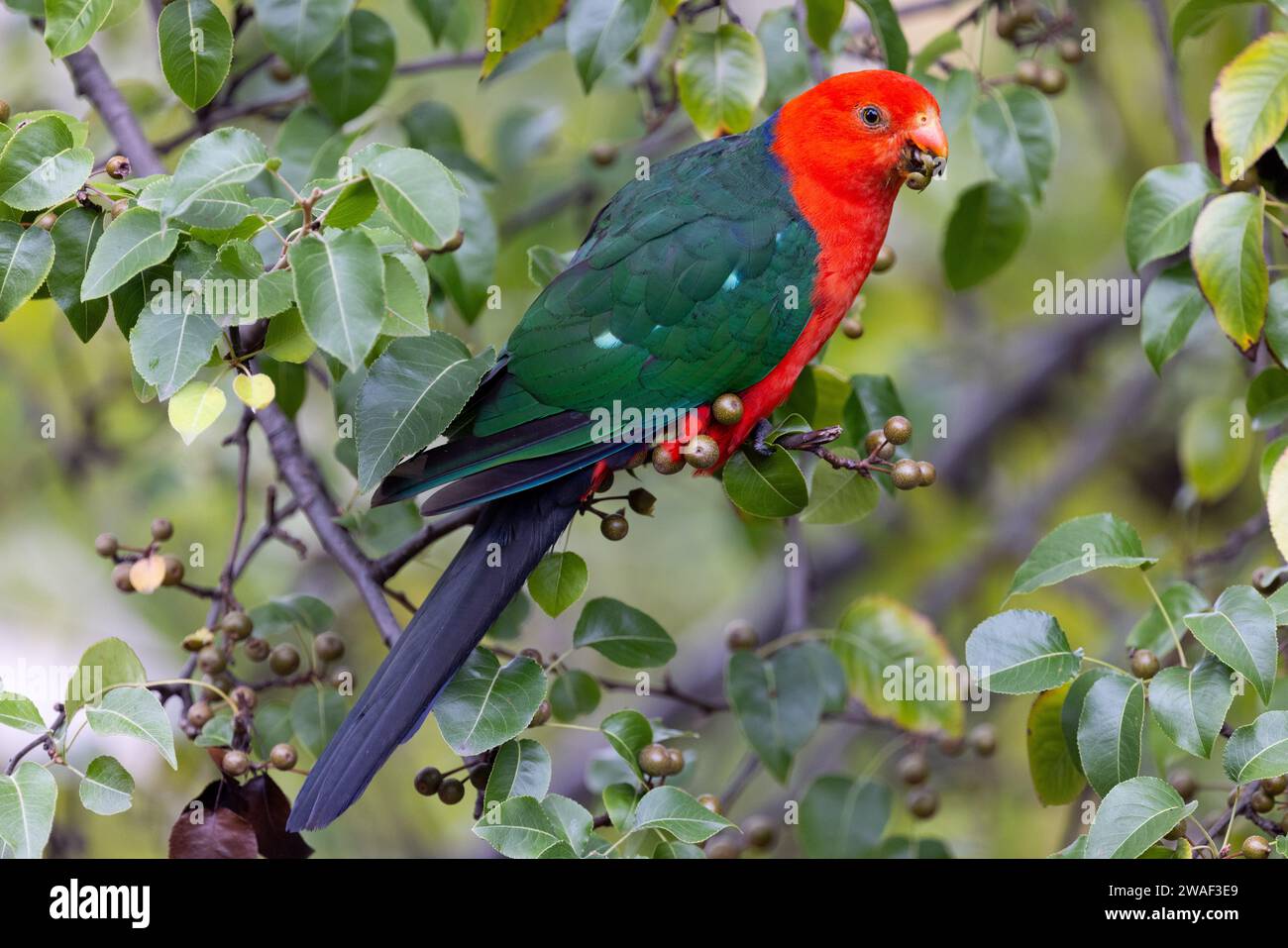 Australian King Parrot in Victoria Australia Stock Photo - Alamy