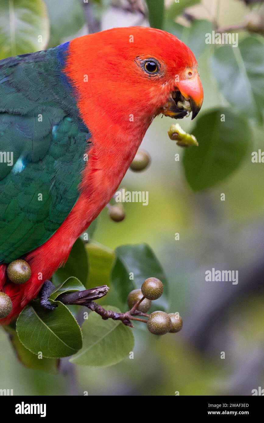 Australian king parrot fruit hi-res stock photography and images - Alamy