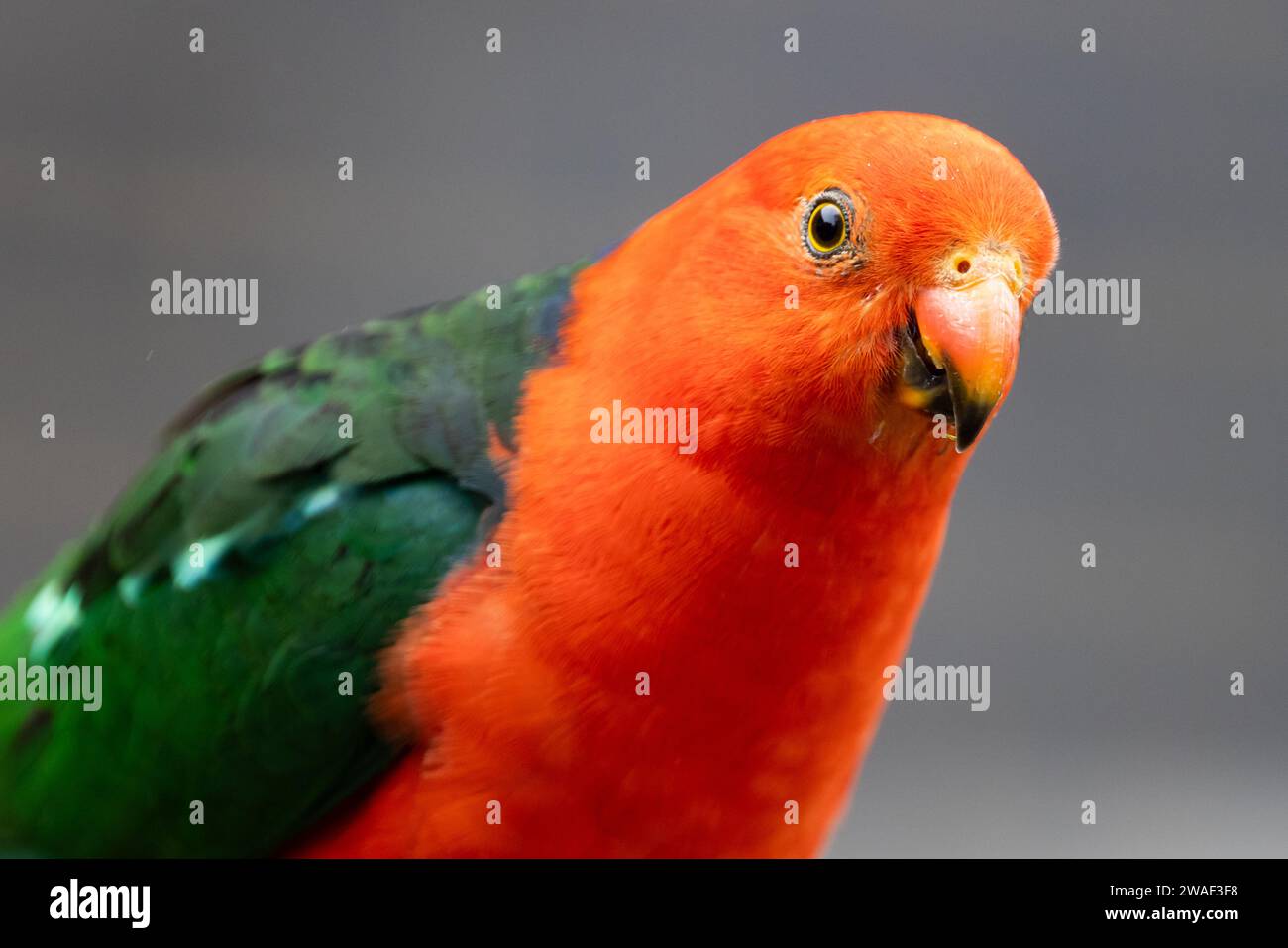 Australian King Parrot in Victoria Australia Stock Photo - Alamy