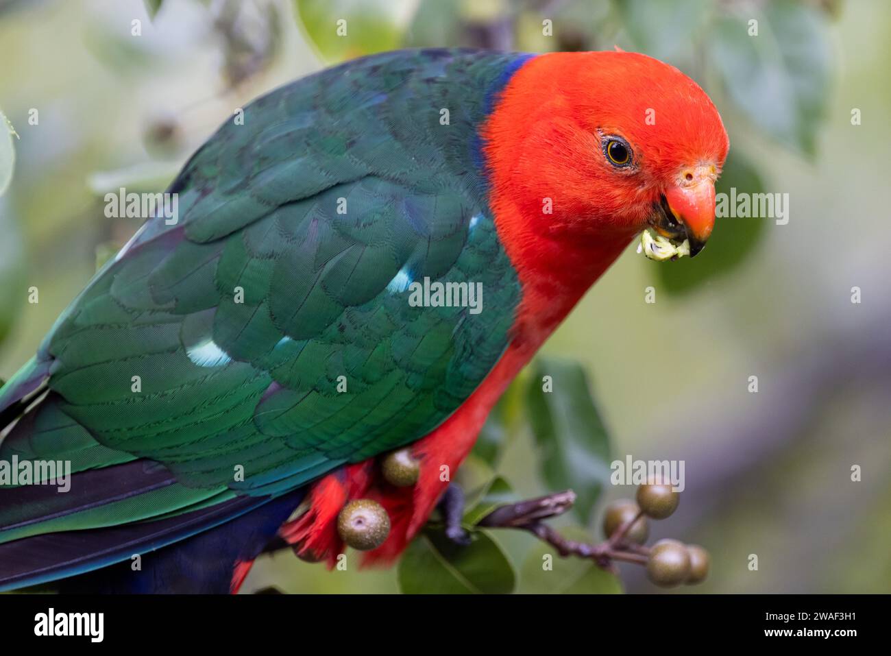 Australian King Parrot in Victoria Australia Stock Photo - Alamy