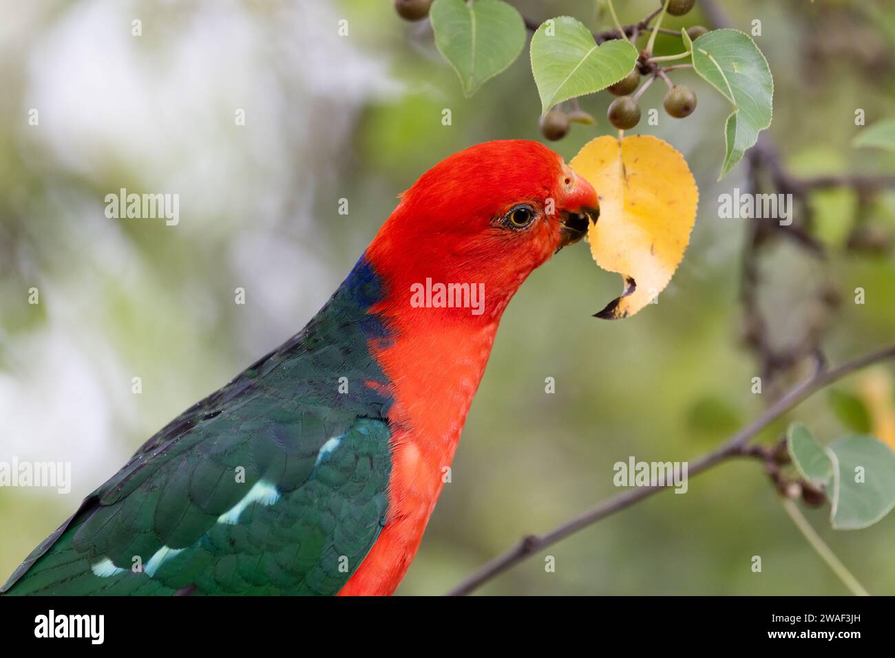 Australian King Parrot in Victoria Australia Stock Photo - Alamy