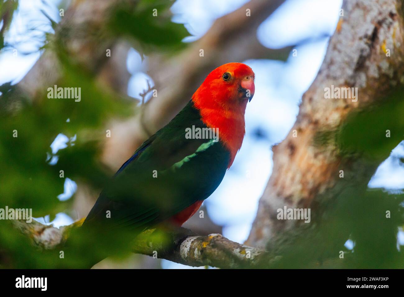 Australian king parrot fruit hi-res stock photography and images - Alamy